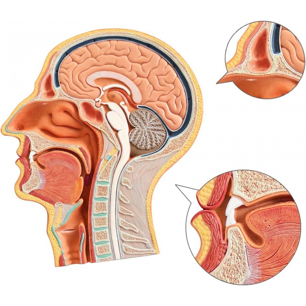 Sagittal Section of Human Head Anatomy Model | Brain, Sinuses & Cranial ...